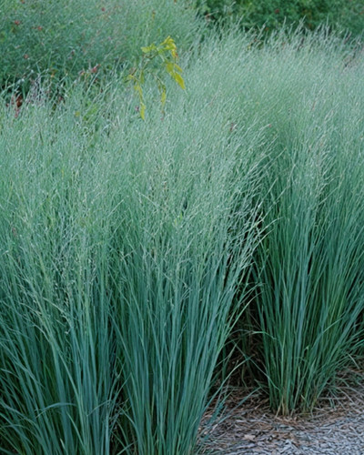 Panicum virgatum 'Heavy Metal' | Blue Switch Grass | Bowhayes Trees
