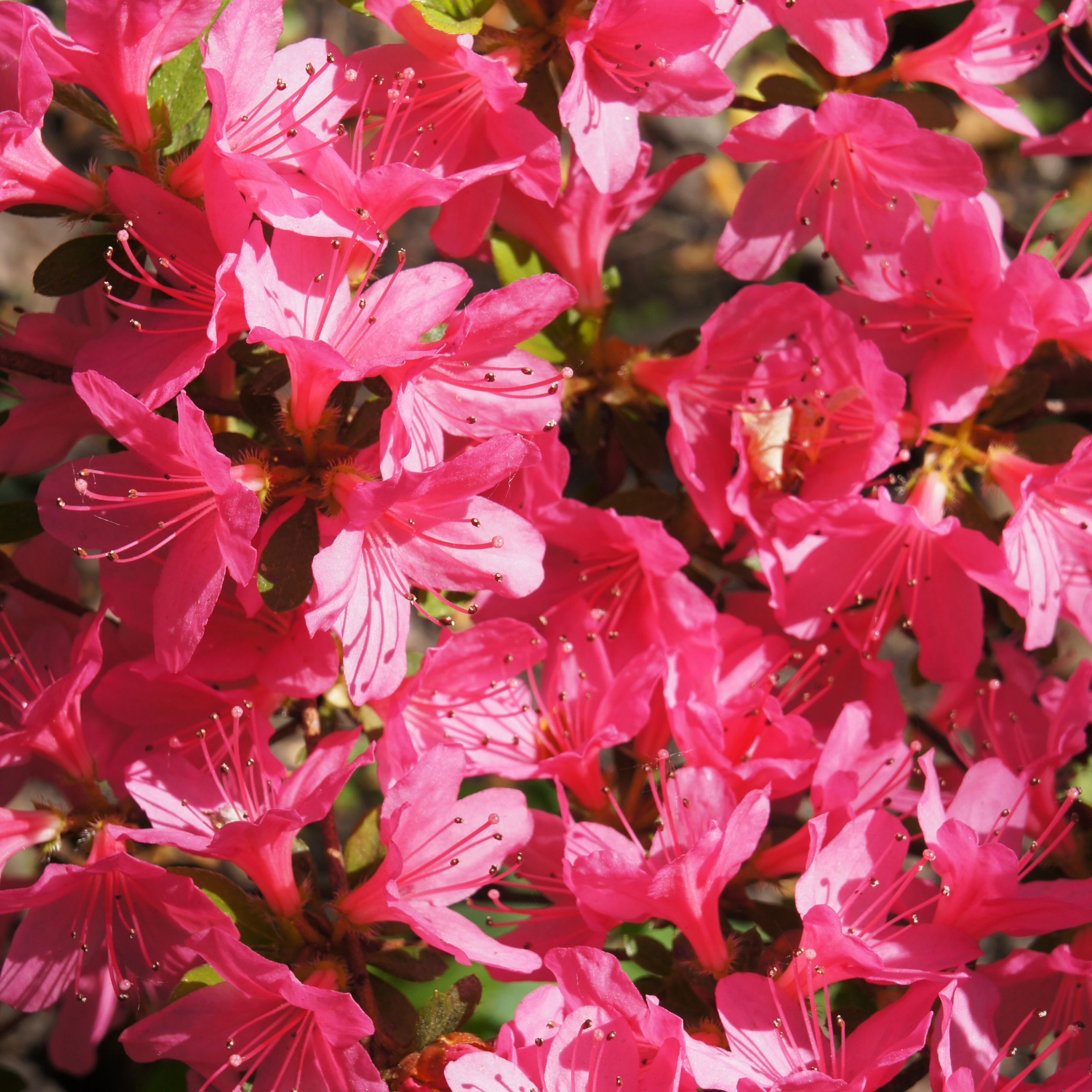 azalea-japonica-mother-s-day-azalea