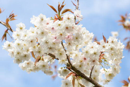 Prunus 'Fragrant Cloud' (Shizuka) | Japanese Flowering Cherry ...
