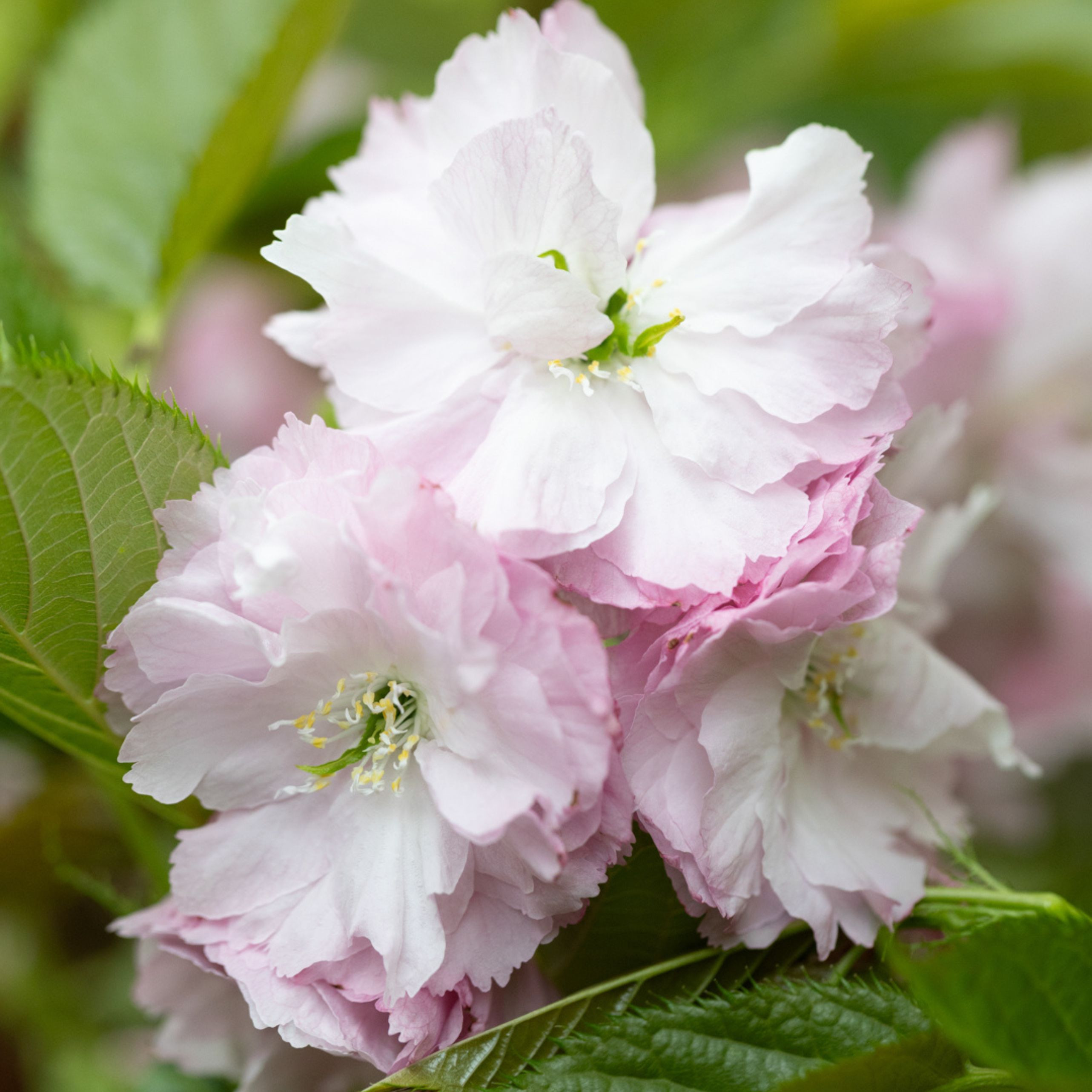 prunus-little-pink-perfection-flowering-cherry