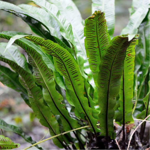 Phyllitis scolopendrium 'Asplenium' | Hart's Tongue Fern | Bowhayes Trees