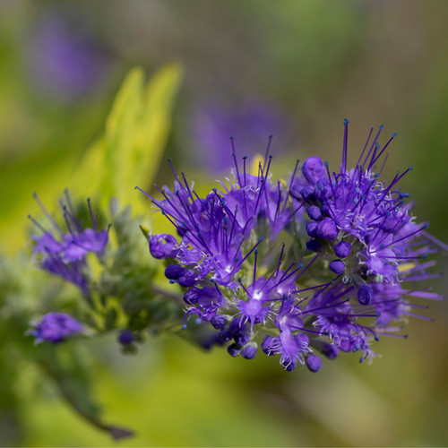 Caryopteris x clandonensis 'Dark Knight' | Bluebeard | Bowhayes Trees