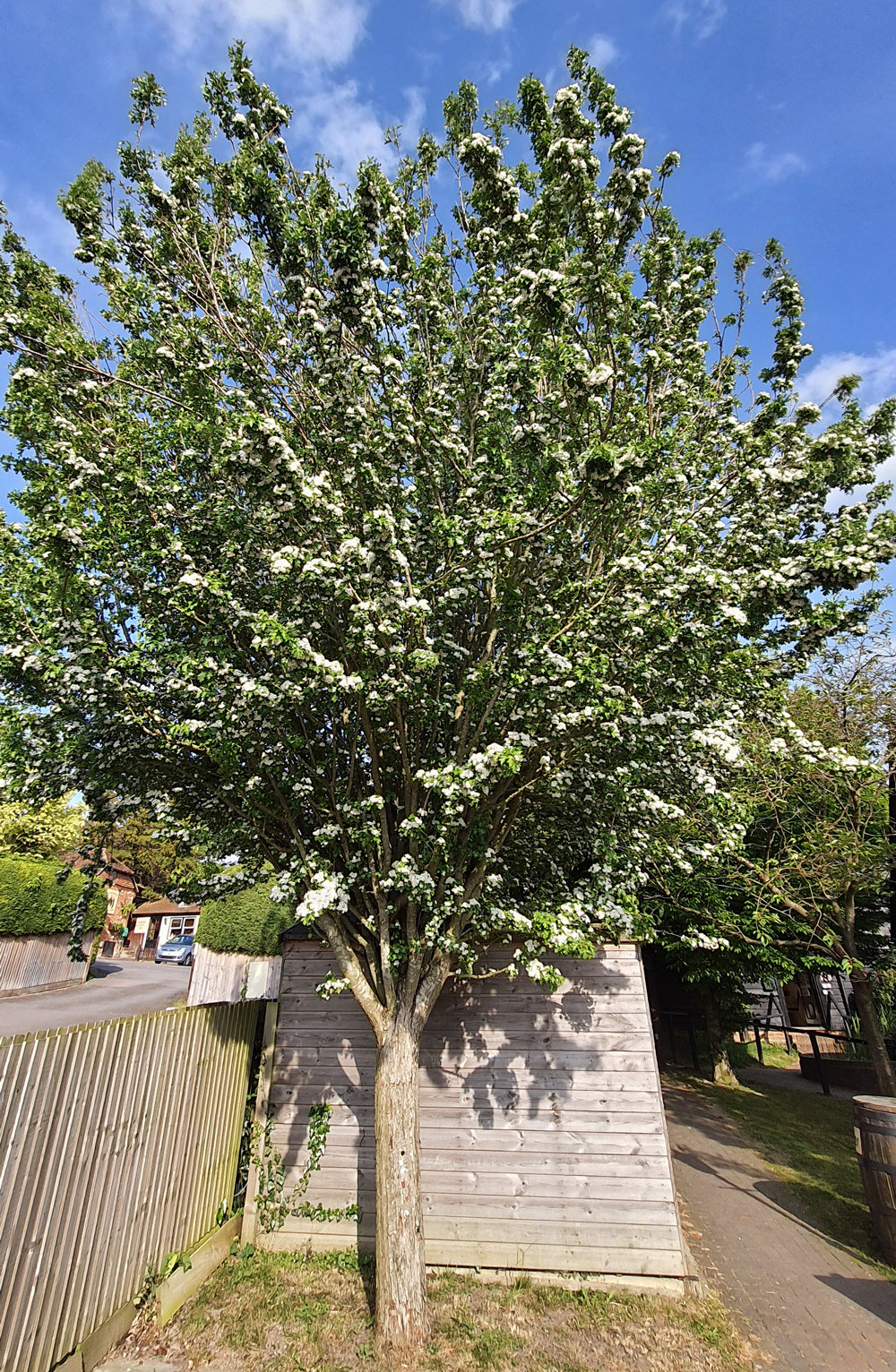 crataegus-monogyna-stricta-upright-hawthorn