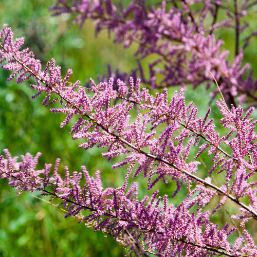 Tamarix tetandra | Four-Stamen Tamarisk | Bowhayes Trees