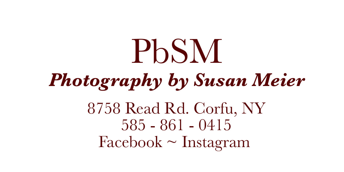 Find A Photographer | Photography by Susan Meier | United States