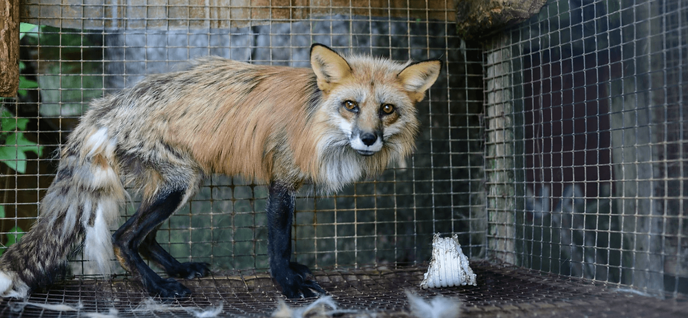 Qué supone para los animales la industria de la moda. Ropa fabricada ...