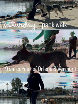 Advocating for Pit Bulls & Their People | Blockhead Brigade | United States