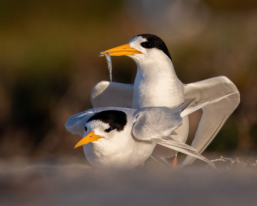 The secret life of Fairy Terns revealed