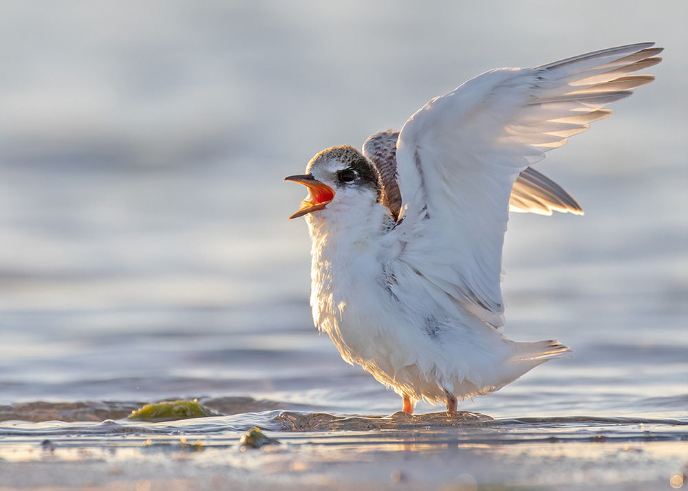 The secret life of Fairy Terns revealed