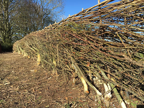 Hedge laying, planting and coppicing | RHCountryside