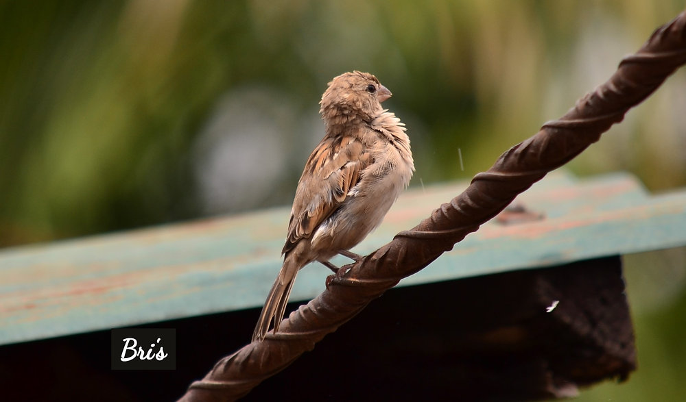 The Smash Sparrow campaign and the Great Chinese Famine