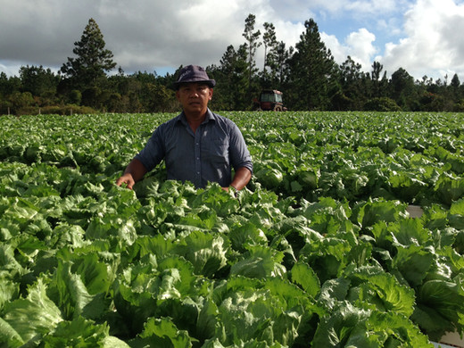 GALLERY | JoesFarmProduce