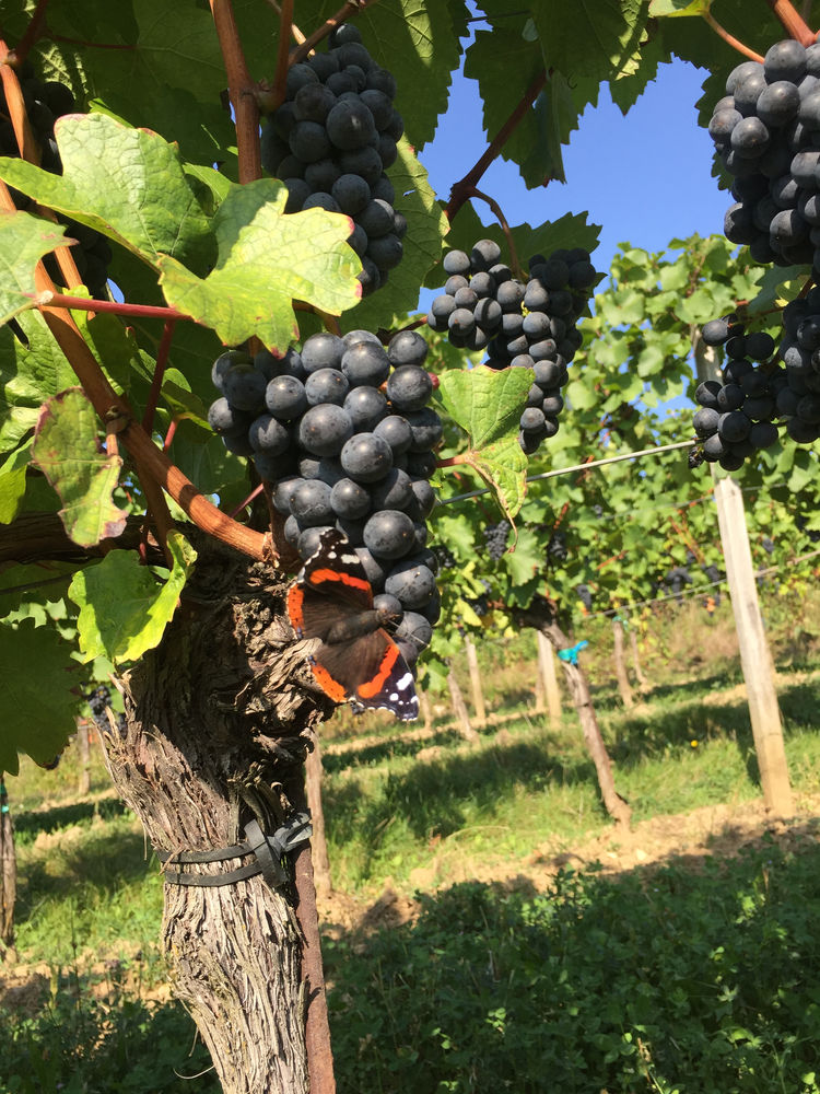Start der Weinlese 2020 Start der Weinlese 2020