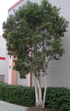 Broad-leaf Paperbark | Perth Trees Direct