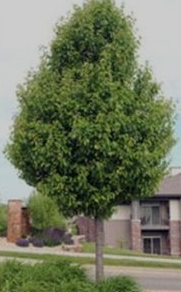 Manchurian Pear | Perth Trees Direct