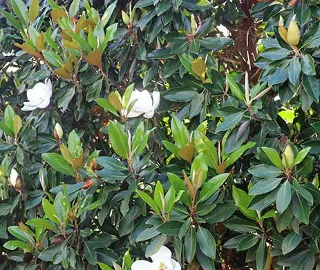 Magnolia Little Gem | Perth Trees Direct
