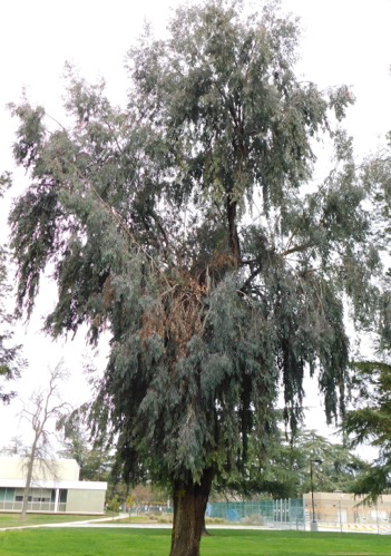 Ironbark Tree | Perth Trees Direct