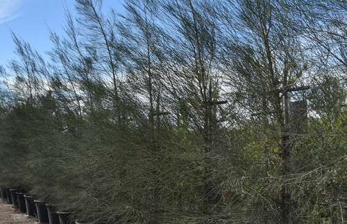 Swamp She-oak | Perth Trees Direct