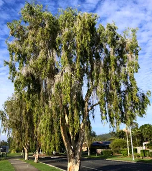 Weeping Paperbark | Perth Trees Direct