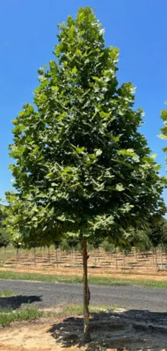 London Plane Tree | Perth Trees Direct