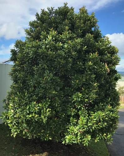 Green Dream - Blueberry Ash | Perth Trees Direct