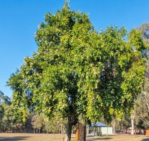 Feature Tree | Perth Trees Direct