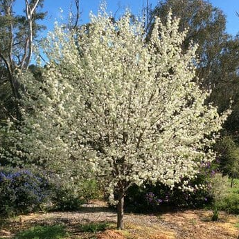 Snow Pear Tree | Perth Trees Direct