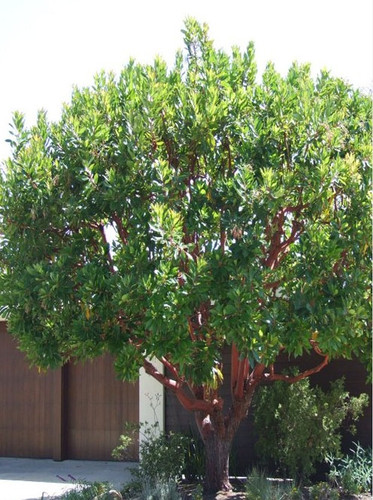 trawberry Tree Perth — Arbutus unedo | Perth Trees Direct