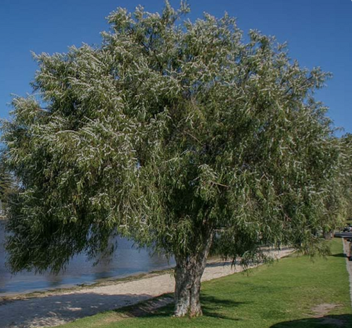 Weeping Peppermint | Perth Trees Direct