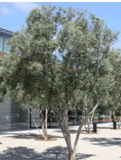 Swan Hill Olive | Perth Trees Direct