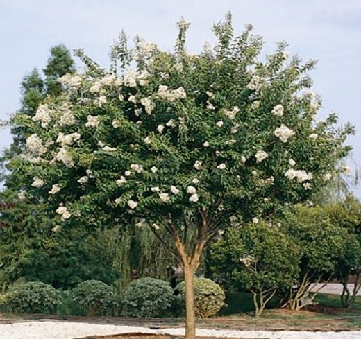 Natchez Crepe Myrtle Tree Lagerstroemia Indica 'Natchez' Crape