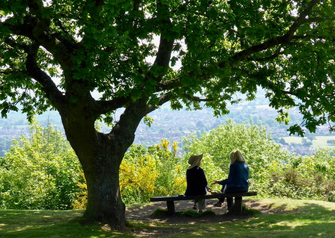 Enhancing Your Outdoor Space with Trees