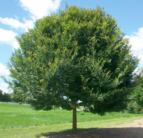 Chinese Elm | Perth Trees Direct