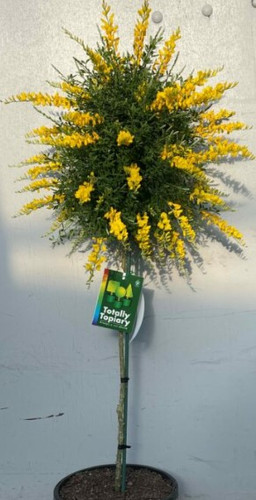 Genista ‘Yellow Imp’ Standard | Perth Trees Direct