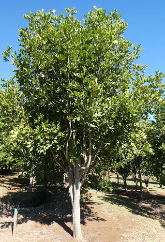 Tuckeroo Tree | Perth Trees Direct