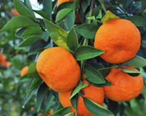 Imperial Mandarin | Perth Trees Direct