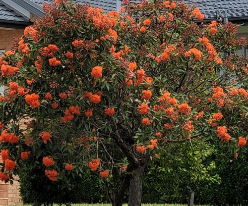 Corymbia Beeliar Orange | Perth Trees Direct