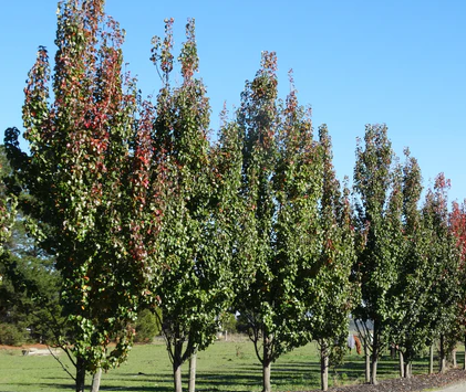 Capital Pear | Perth Trees Direct