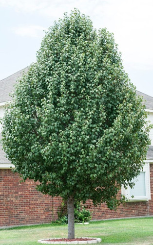 Red Spire Pear Tree Perth — Pyrus calleryana | Perth Trees Direct