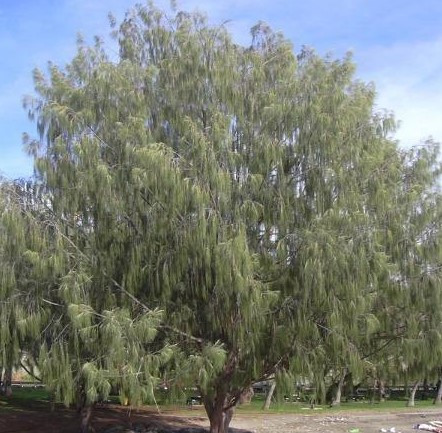 Eastern She-oak | Perth Trees Direct