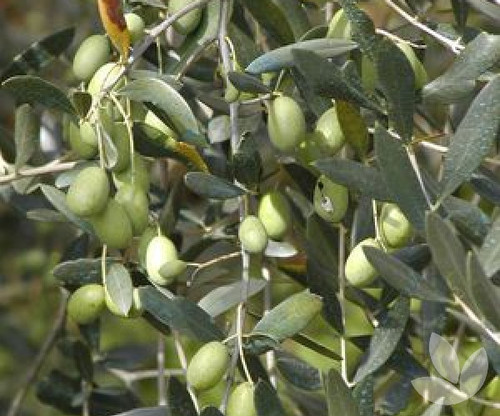 Mission Olive | Perth Trees Direct