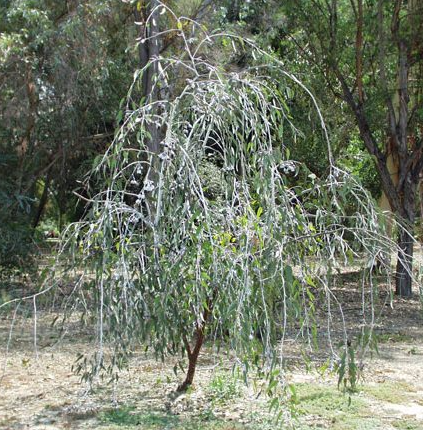 Silver Princess | Perth Trees Direct