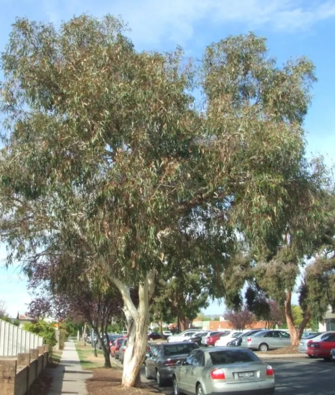 Native Trees | Perth Trees Direct
