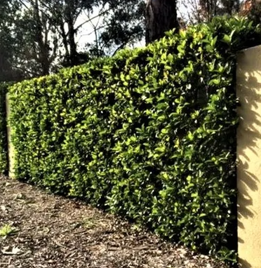 Viburnum Dense Fence - PBR | Perth Trees Direct