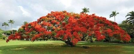 Royal Poinciana Tree | Perth Trees Direct
