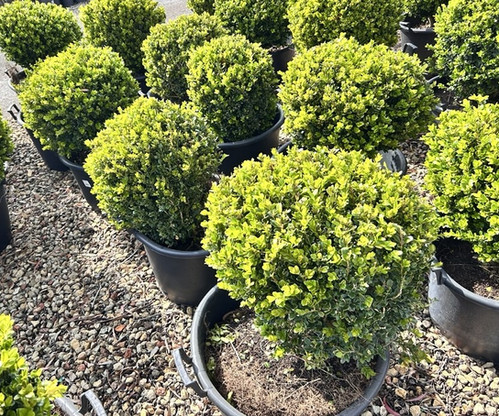 Japanese Box Topiary Balls | Perth Trees Direct