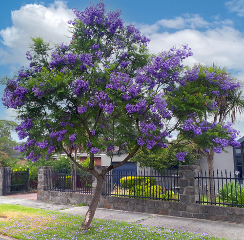 Jacaranda Tree | Perth Trees Direct
