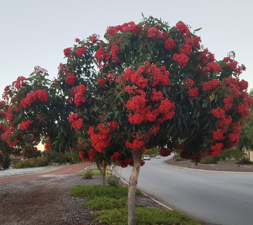 Muchea Red - WA Flowering Gum | Perth Trees Direct