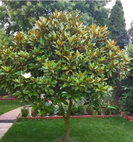 Magnolia Sweet & Neat | Perth Trees Direct