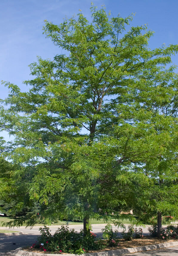 Gleditsia Shademaster | Perth Trees Direct